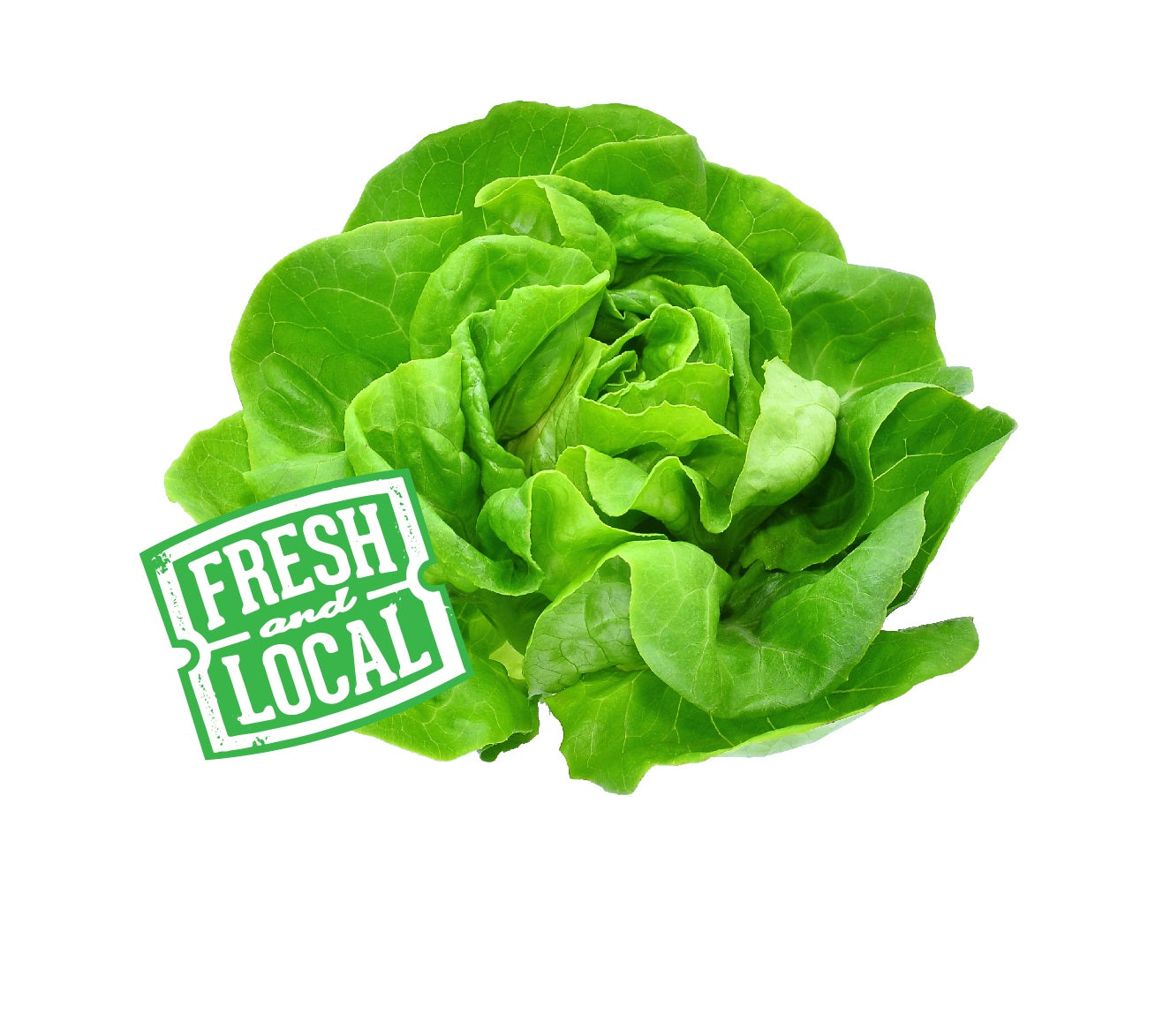 Boston Lettuce – Green Lane