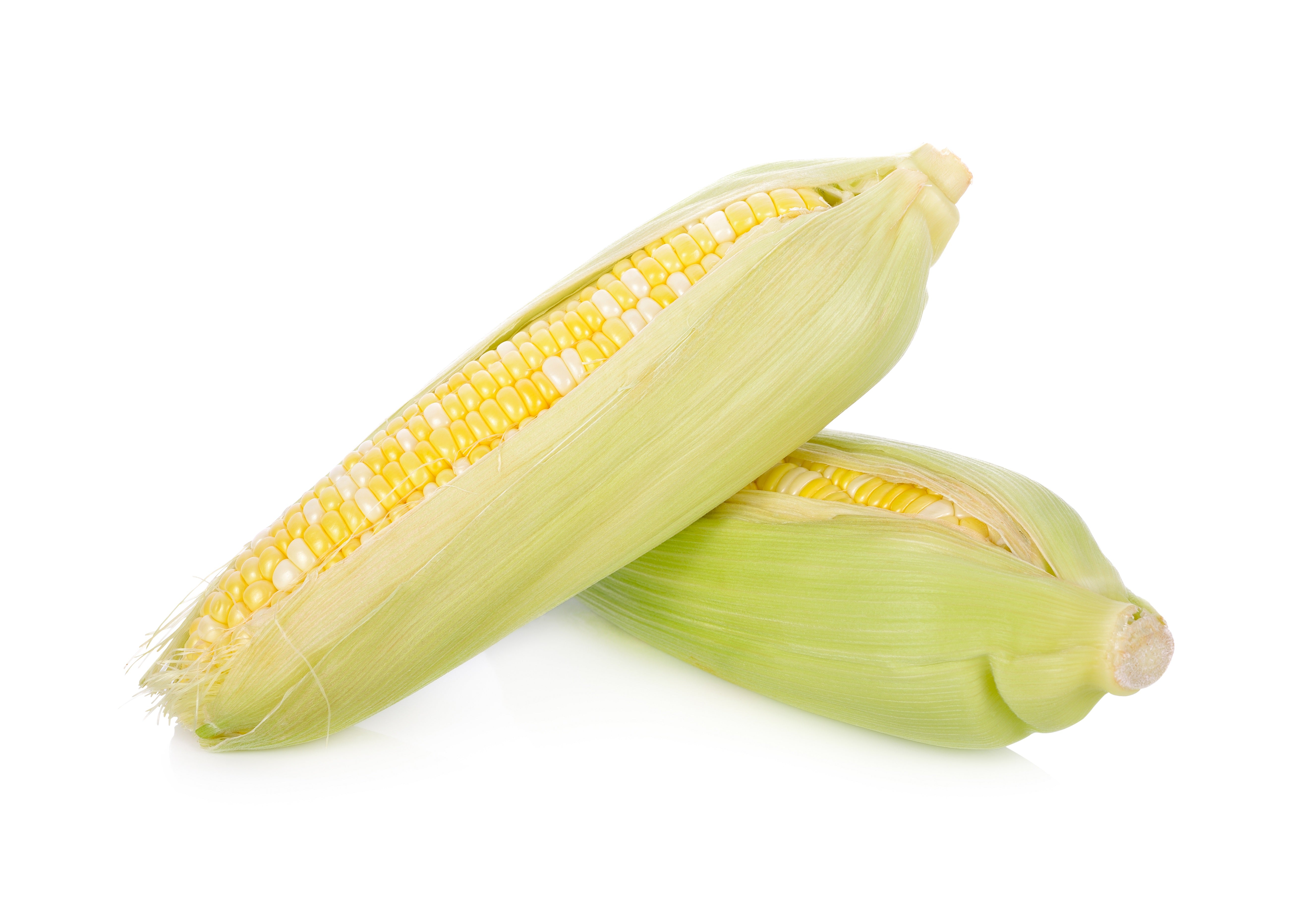 Corn, Bi-color – Green Lane